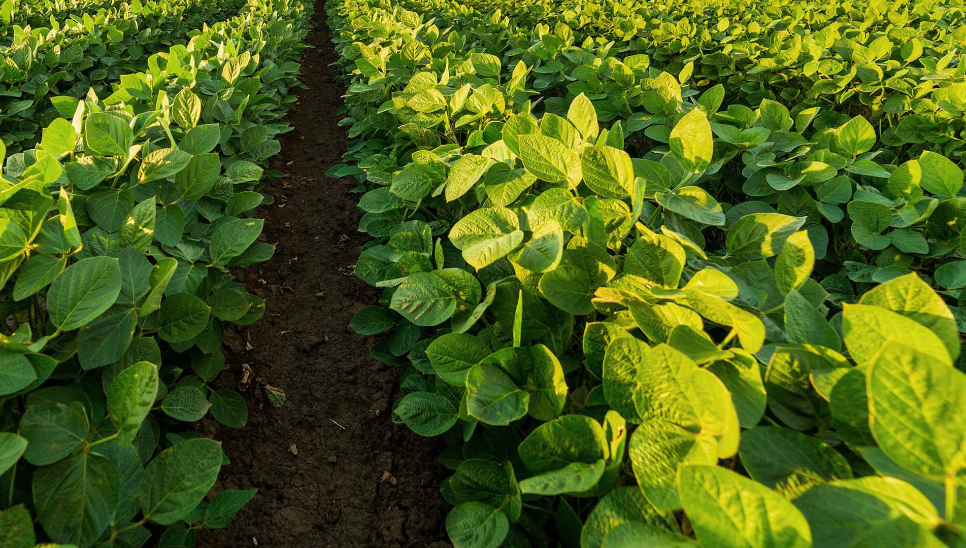 Pellets de cáscara de soja – Agronat